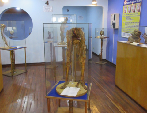 Misión | Museo del Ser Humano